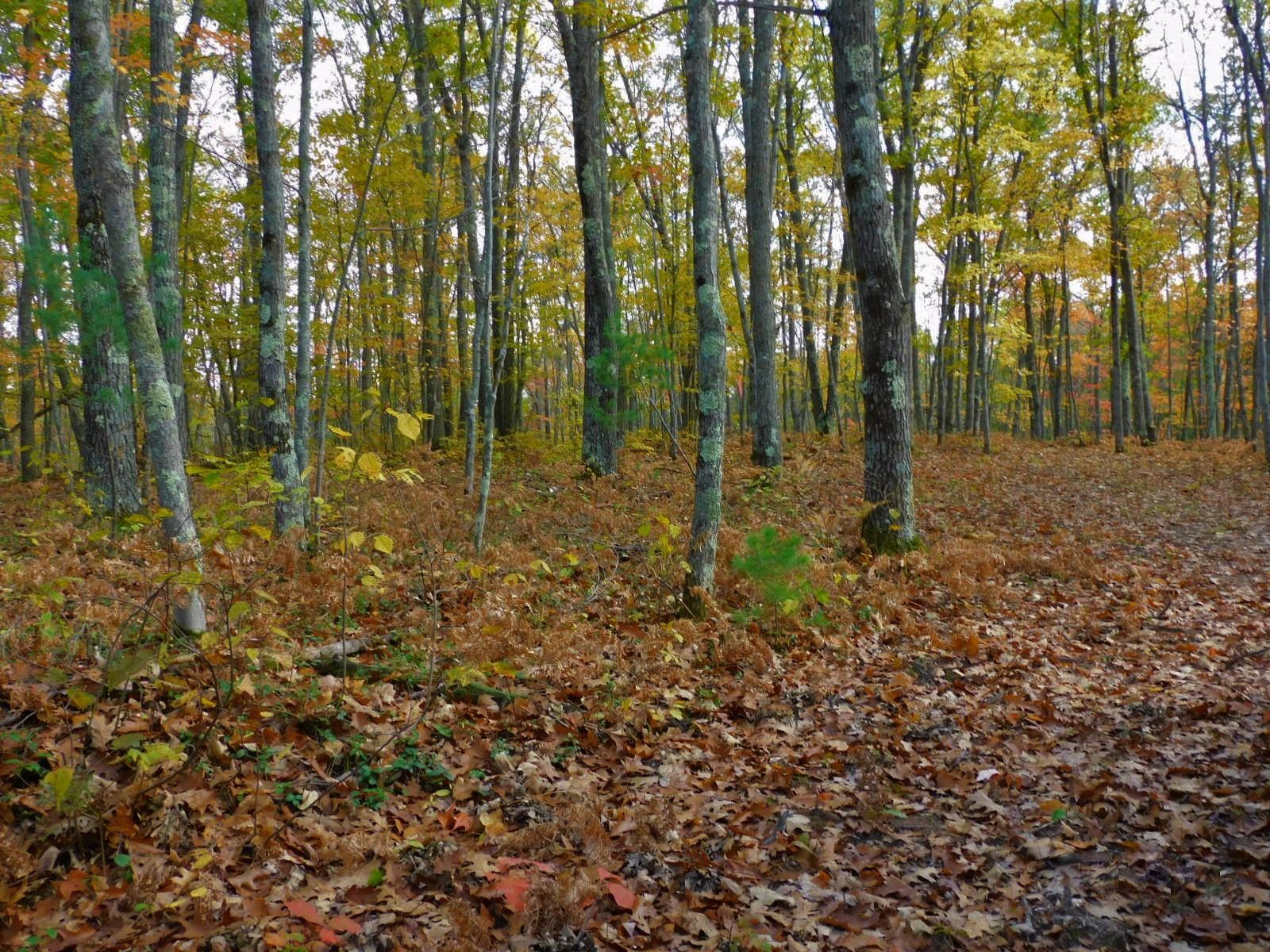 xxxx Bear Paw Trail, Iron River, WI 54847 | $69,000 | Lots & Land | Active