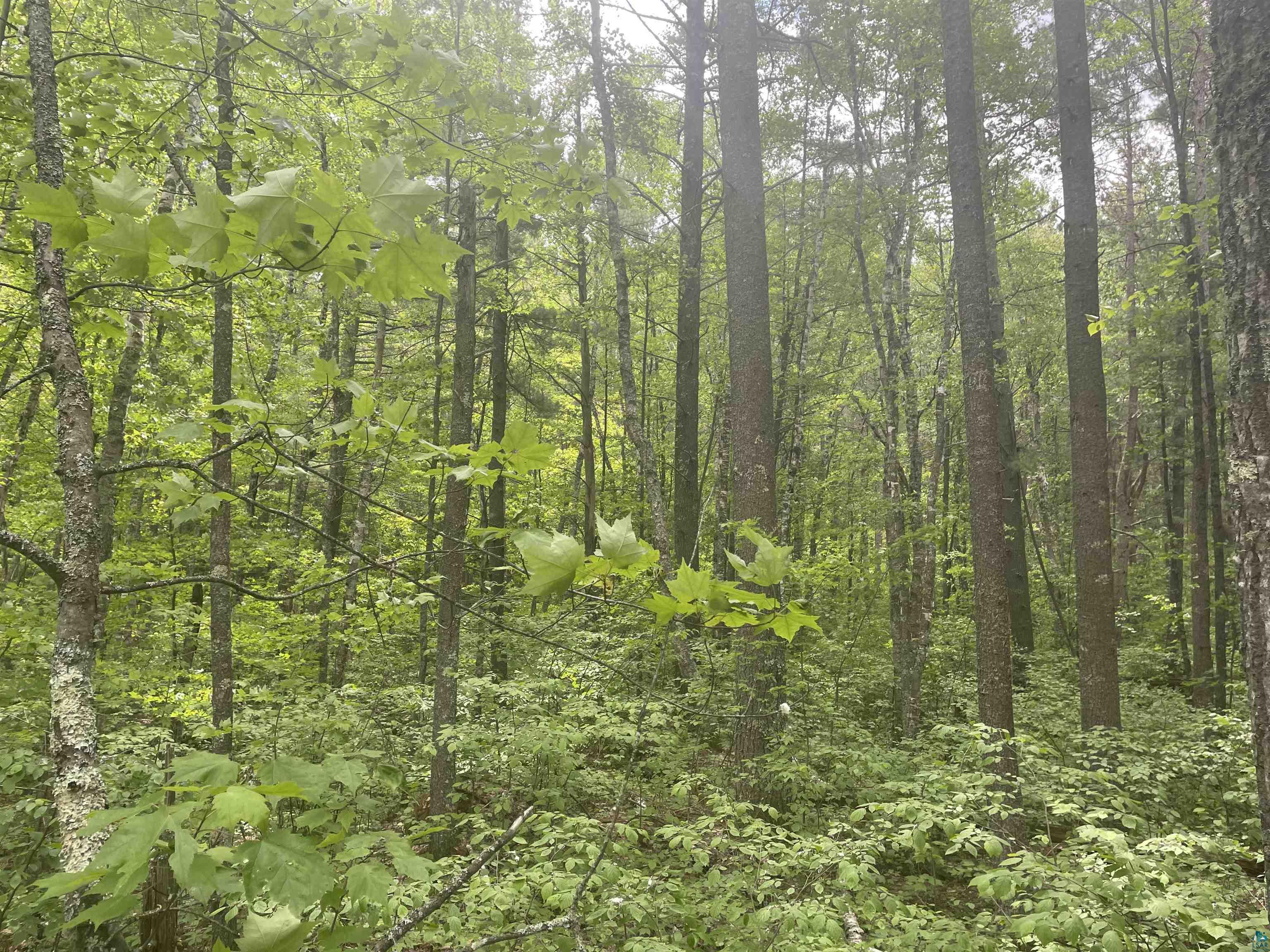 xxx Muckwa Lake Rd for sale in Babbitt, Minnesota, MLS ID 6113640 Bear ...