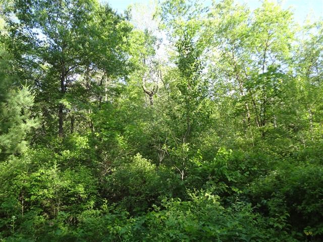 Murmuring Pines Drive Necedah WI 54646 - Adashun Jones